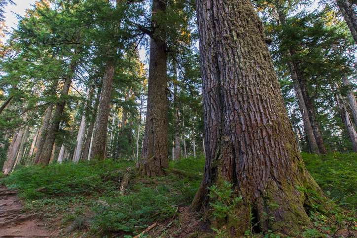 LGPS pool selects timberland impact partner