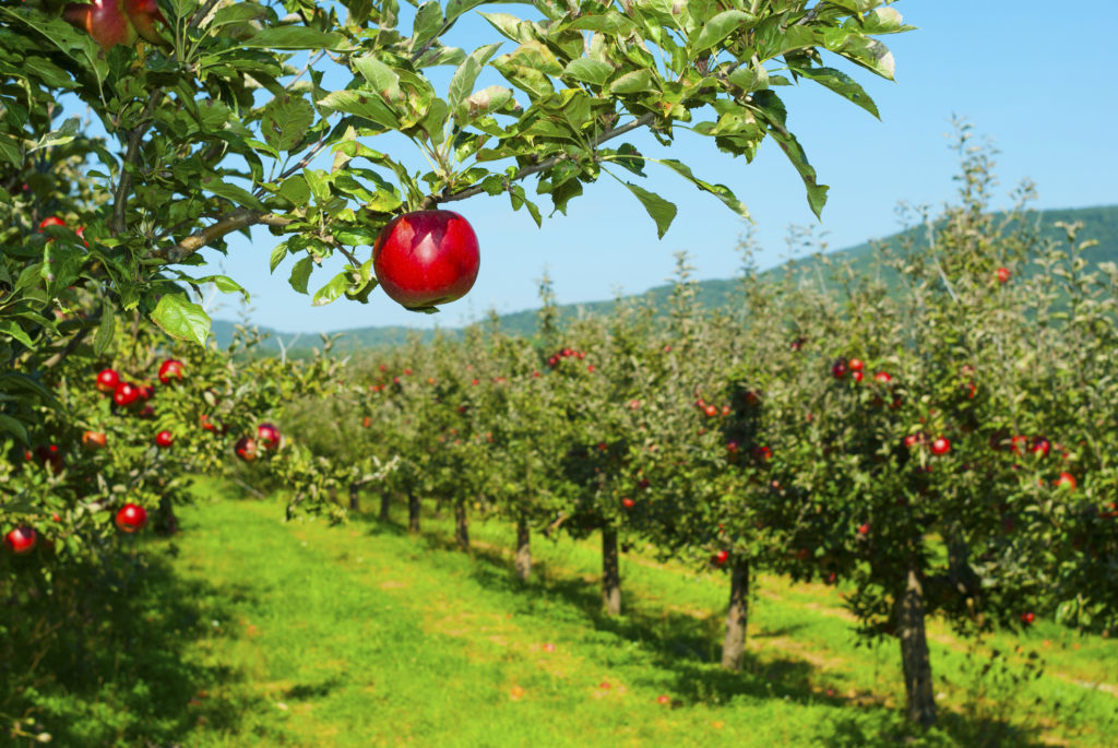 Apple hands $200m mandate to HSBC-Pollination’s natural capital JV