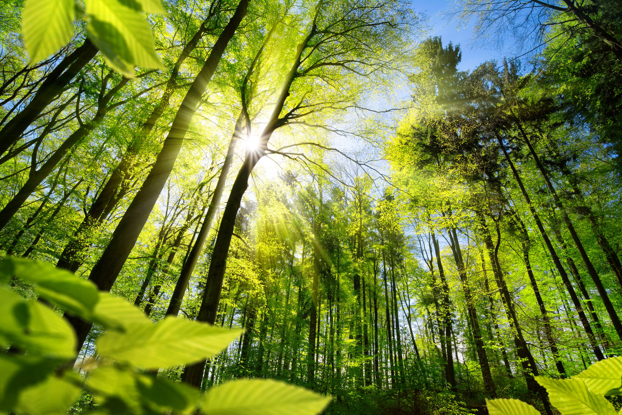 Five global trends driving institutional forestry investment and ...