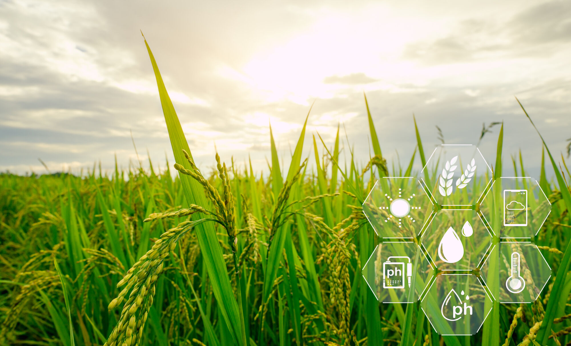 Ambienta enters Spain with Agronova Biotech acquisition
