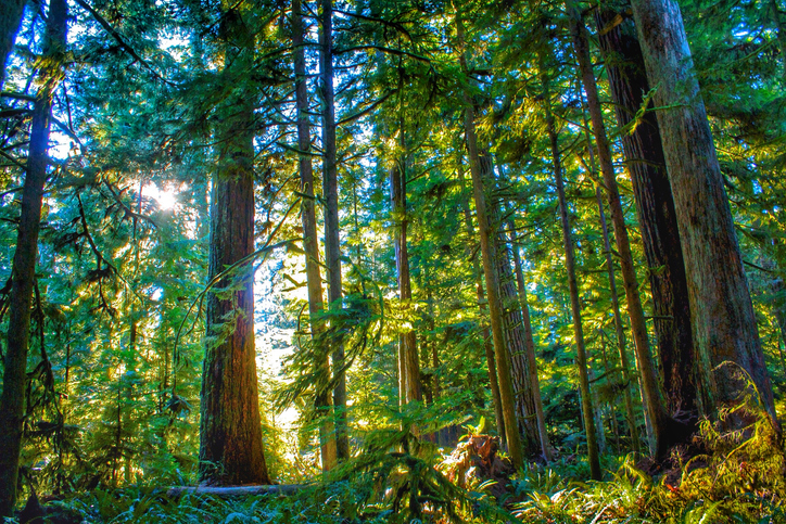 LGPS and natural capital – the case for forestry beyond the UK