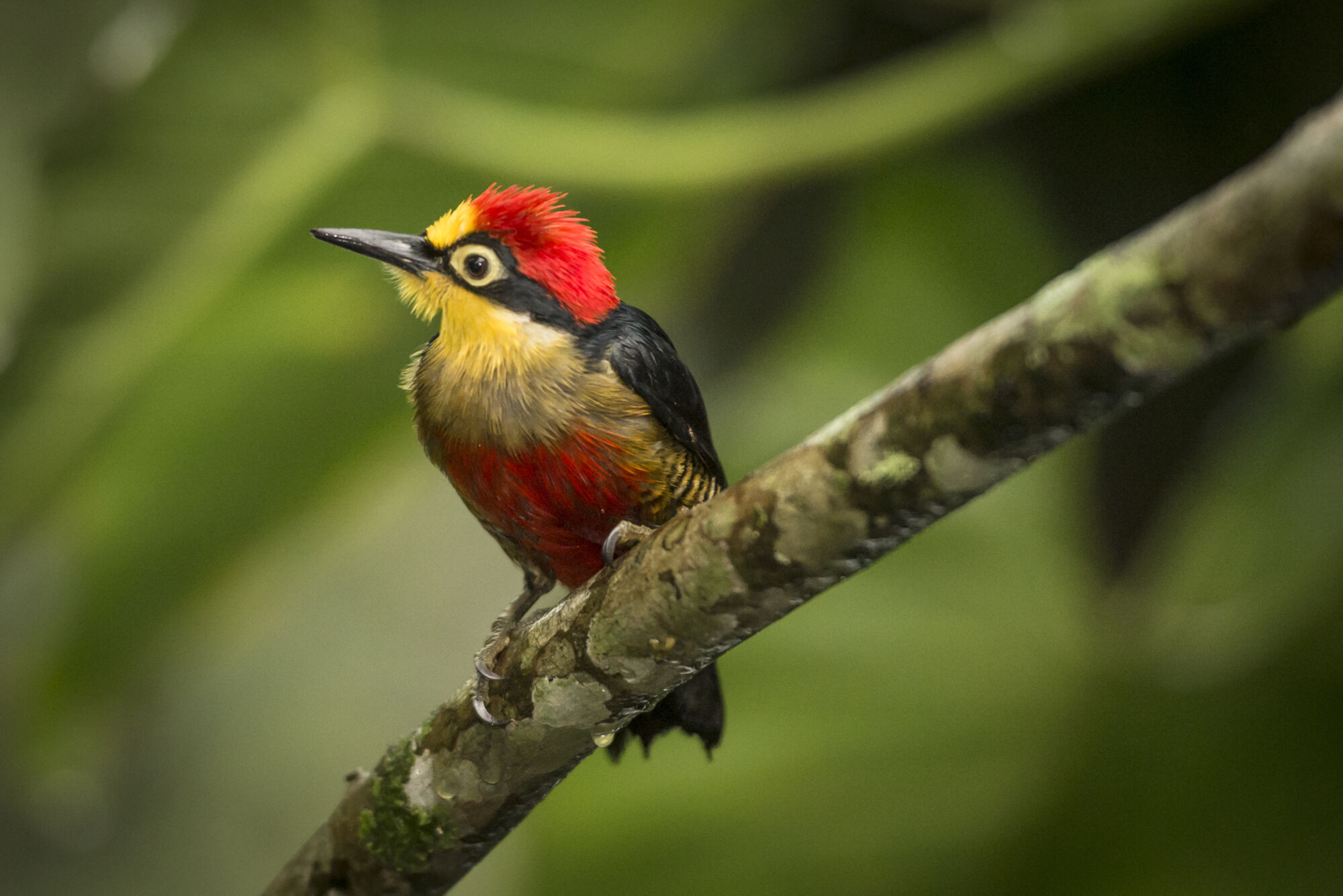 Inside Qarlbo: Biodiversity firm bets on production forests for scale ...